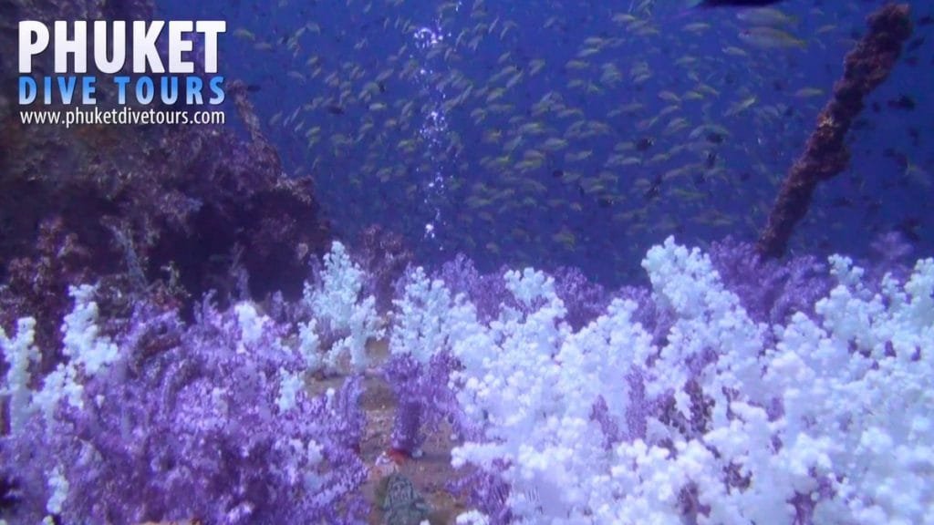 King Cruiser Wreck Diving Day Trip - Best Scuba Diving in Phuket